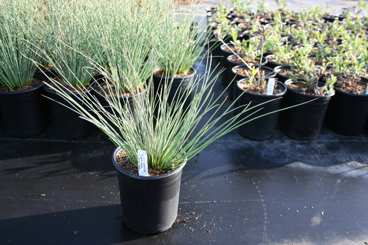 Juncus patens 'Elk’s Blue' (California Grey Rush Selection)