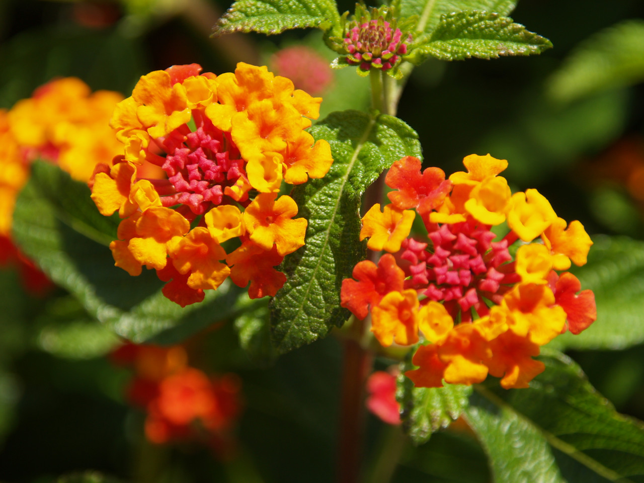 Lantana 'Spreading Sunset' (Lantana Hybrid)