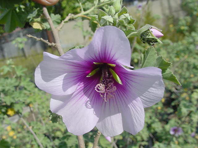 Lavatera bicolor (L. maritima) (Tree Mallow)