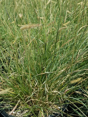Bouteloua gracilis (Blue Gramma)