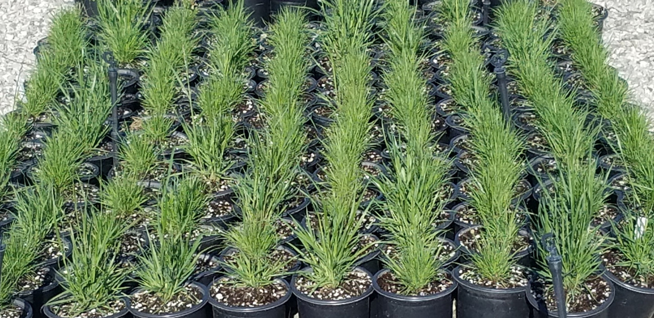 Melica imperfecta (Coast Range Melic)