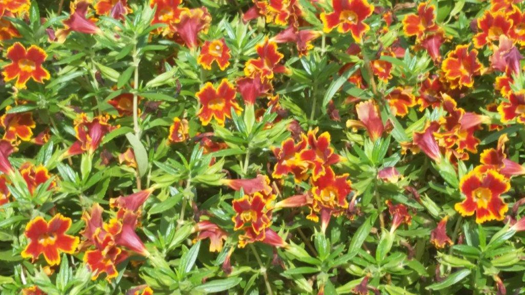 Mimulus Jelly Beans™ 'Fiesta Marigold' (Diplacus) (Monkeyflower - Red w ...