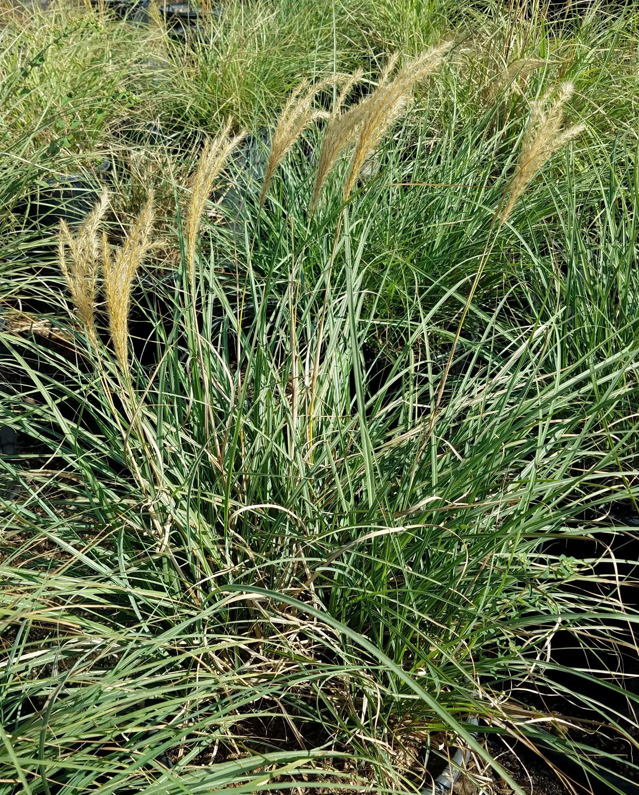 Miscanthus Sinensis Adagio Dwarf Maiden Grass