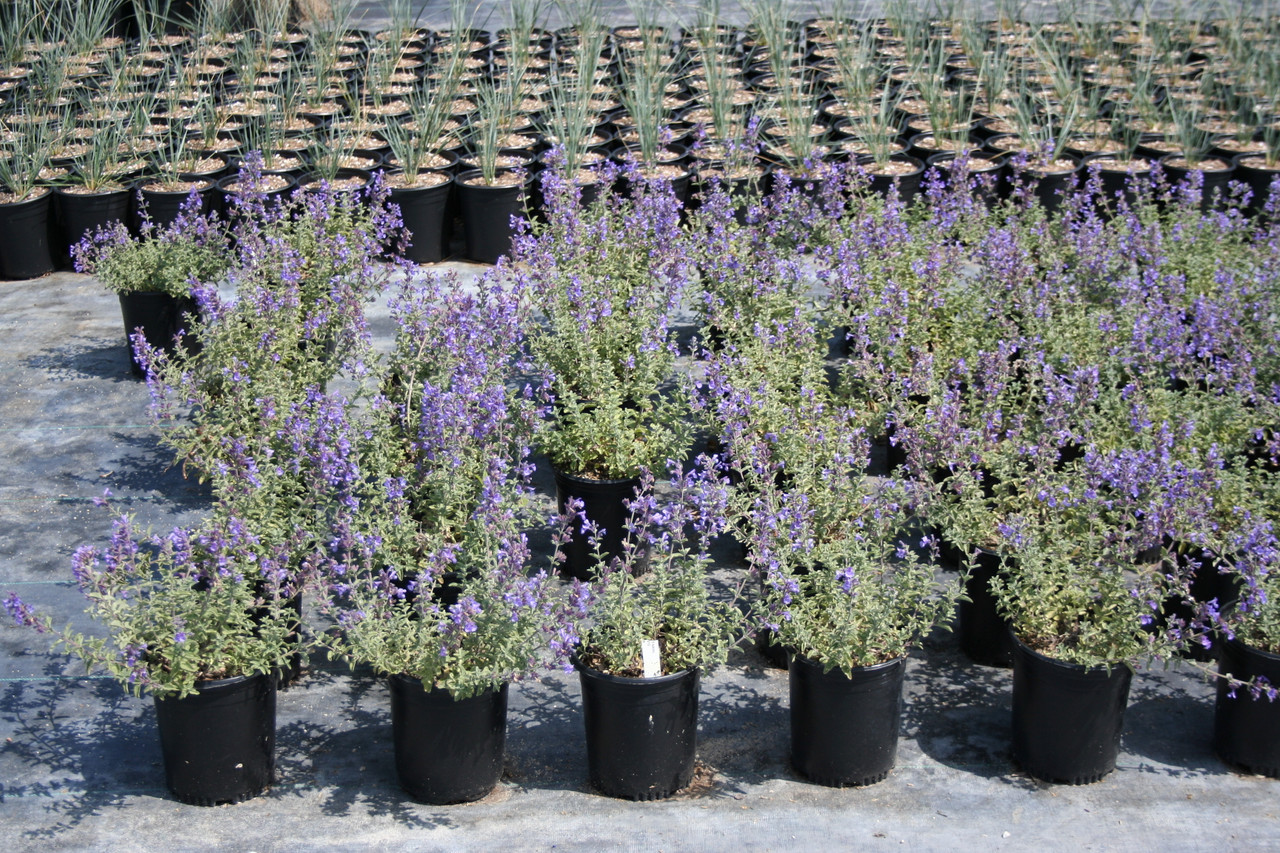 Nepeta faassenii 'Walker's Low' (Catmint Selection)