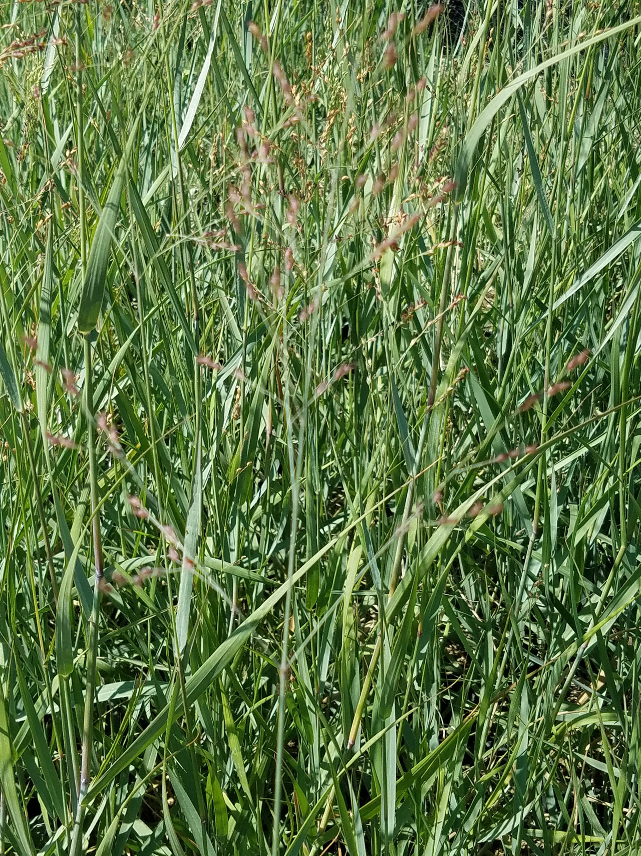 Panicum virgatum 'Prairie Sky' (Switch Grass Selection)