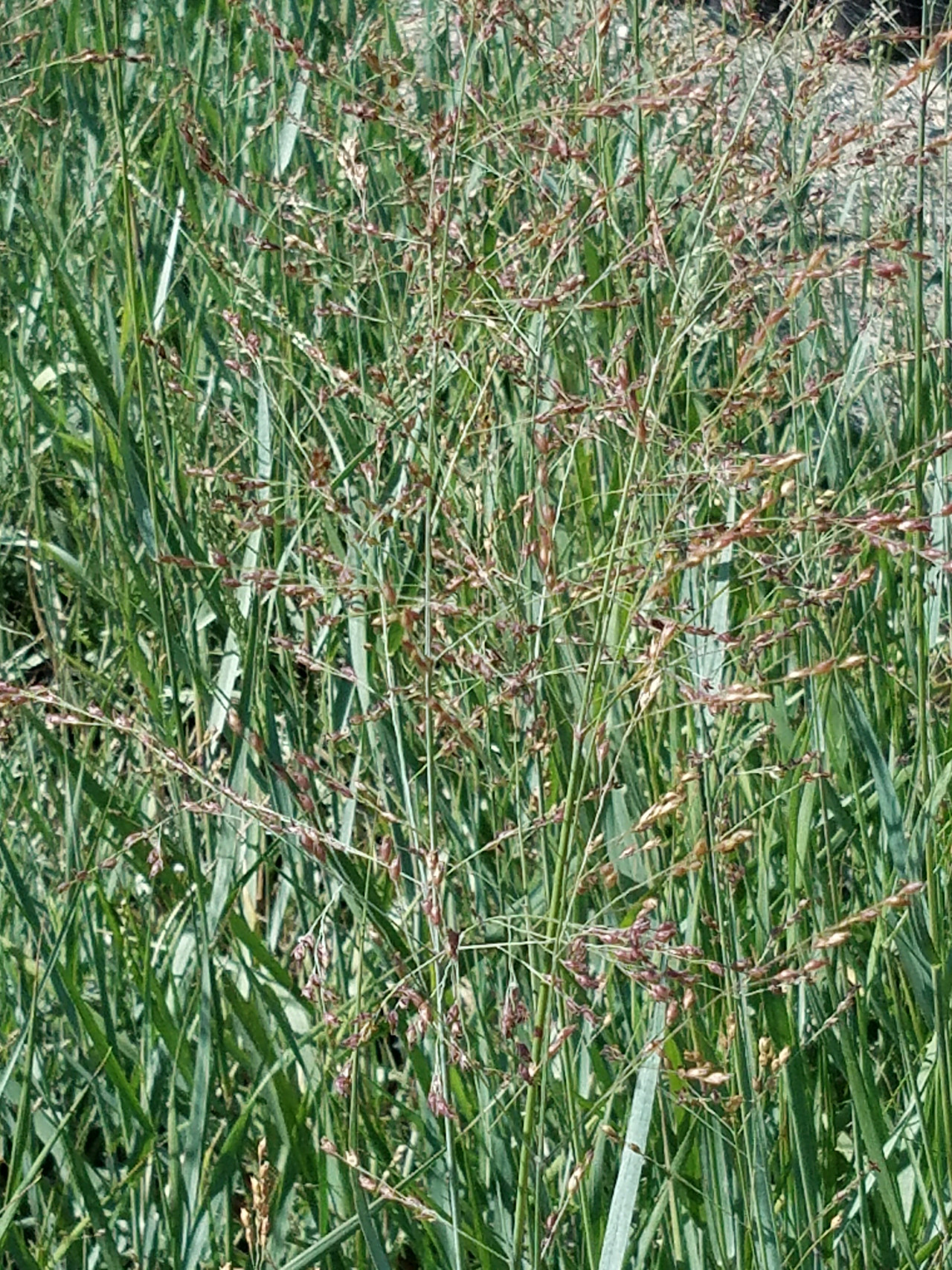 Panicum virgatum 'Prairie Sky' (Switch Grass Selection)