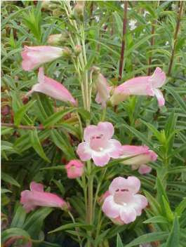 Penstemon eatonii (Firecracker Penstemon)
