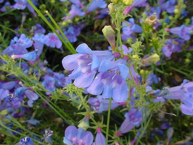Plants by Genus - California Natives - Penstemon - El Nativo Growers