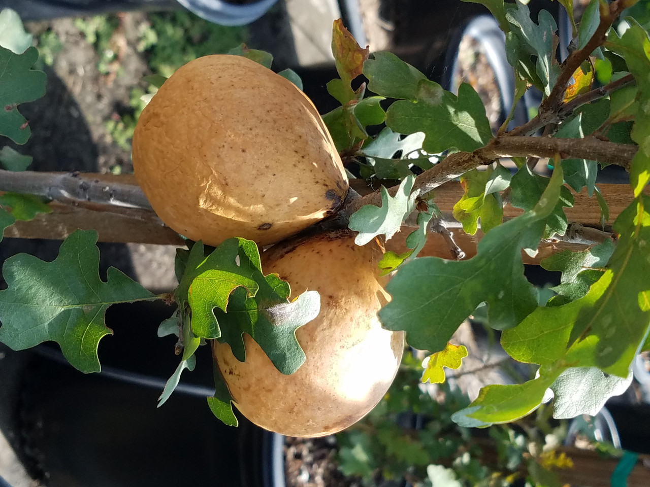 Quercus lobata (Valley Oak)