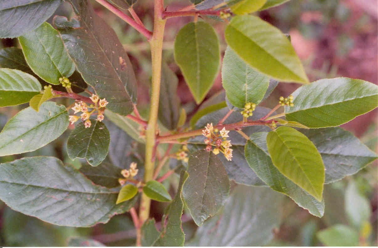 Rhamnus crocea (Spiny Redberry)