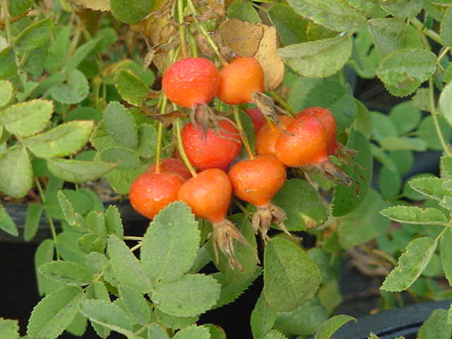 Rosa californica (California Wild Rose)