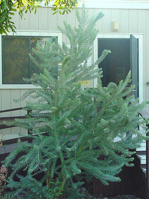 Acacia covenyi (Blue Bush)