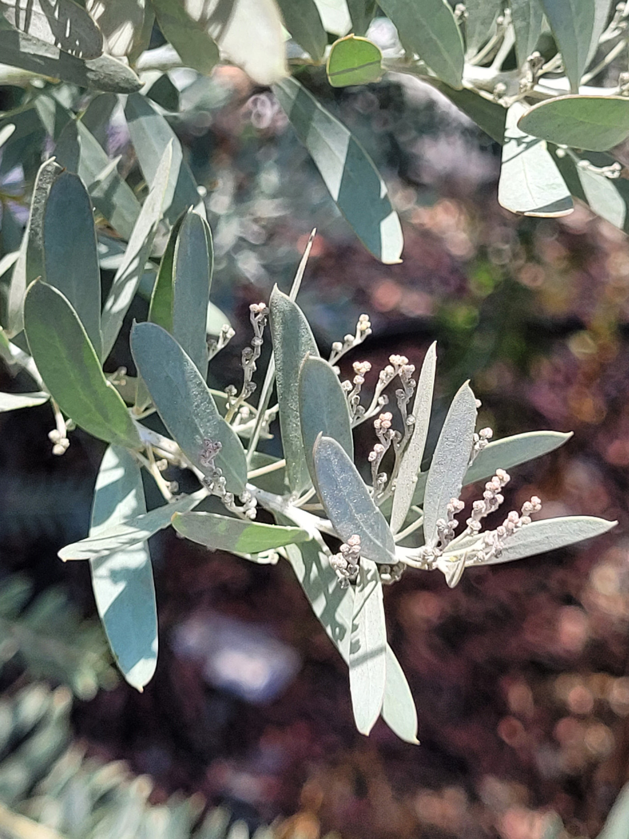Acacia covenyi (Blue Bush)