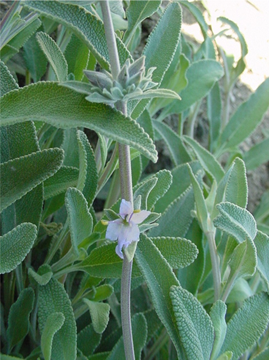 Salvia apiana (White Sage)
