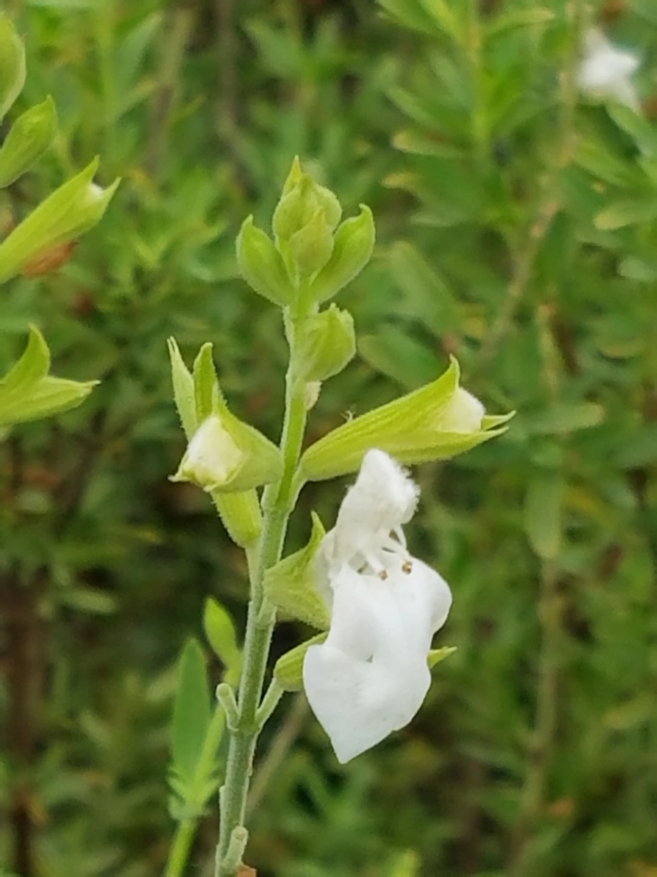 Salvia greggii ‘White’ (White Autumn Sage)