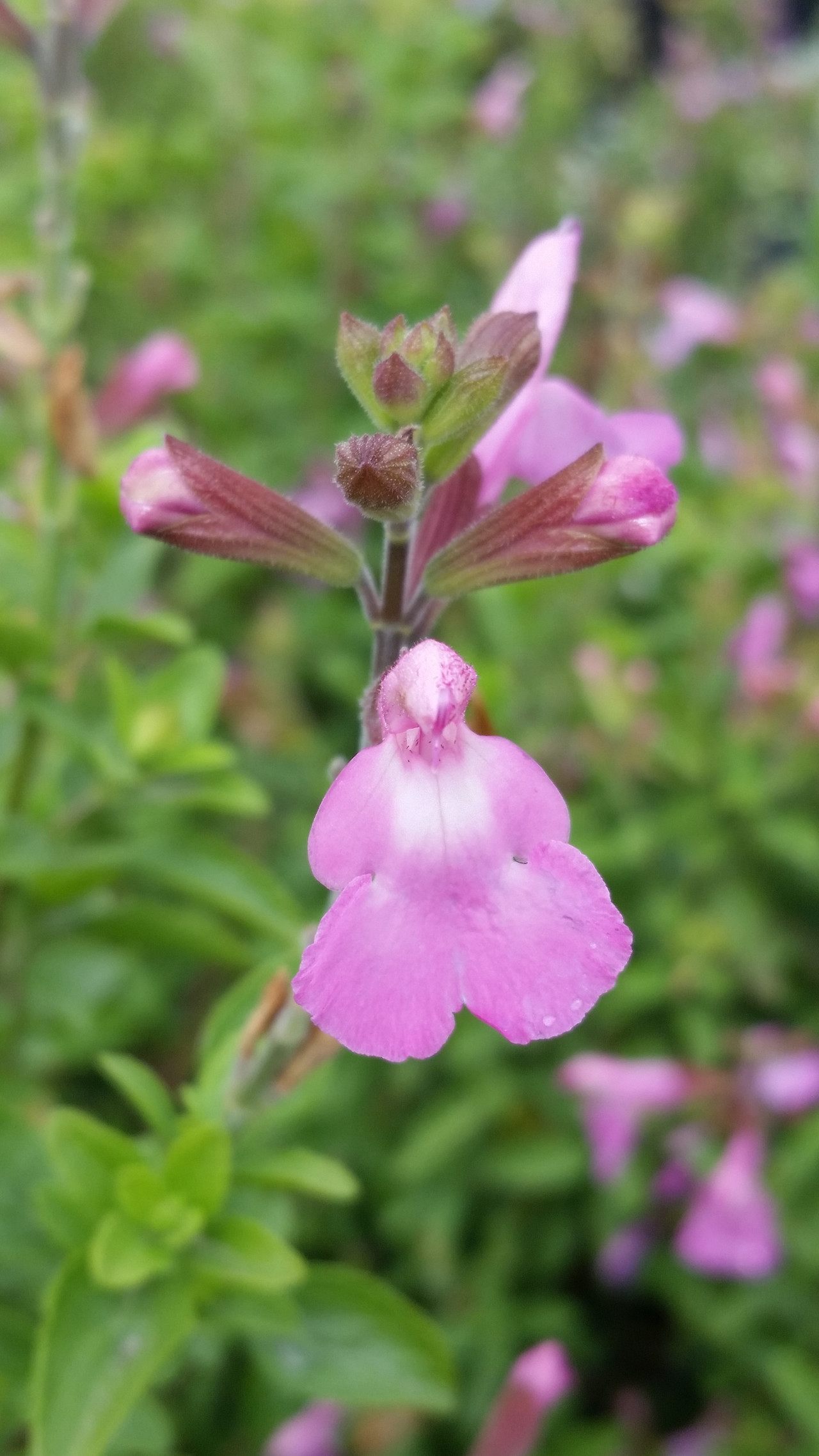 Salvia microphylla x Heatwave™ Glitter (PP24,152) (Heatwave™ Sage ...