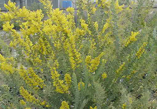 Acacia cultriformis (Knife-leaf Acacia)