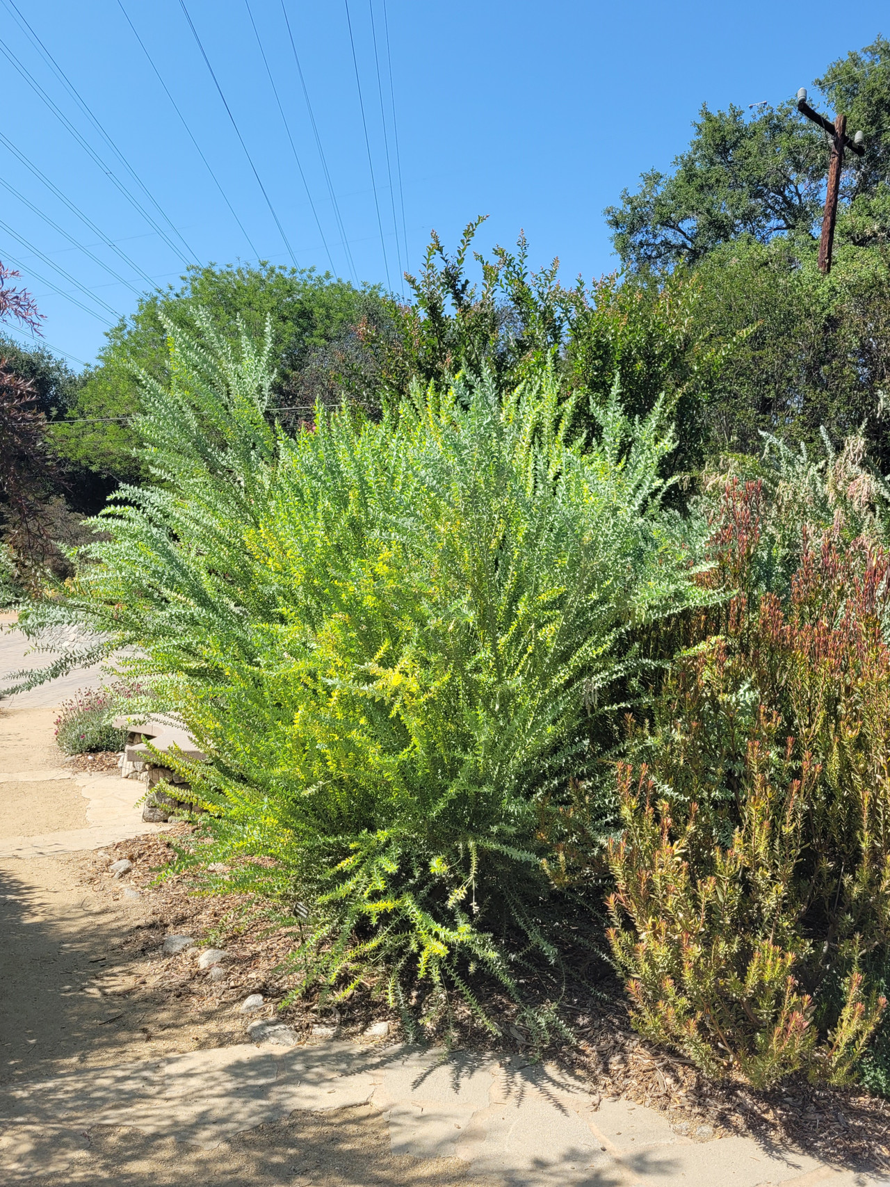 Acacia cultriformis (Knife-leaf Acacia)