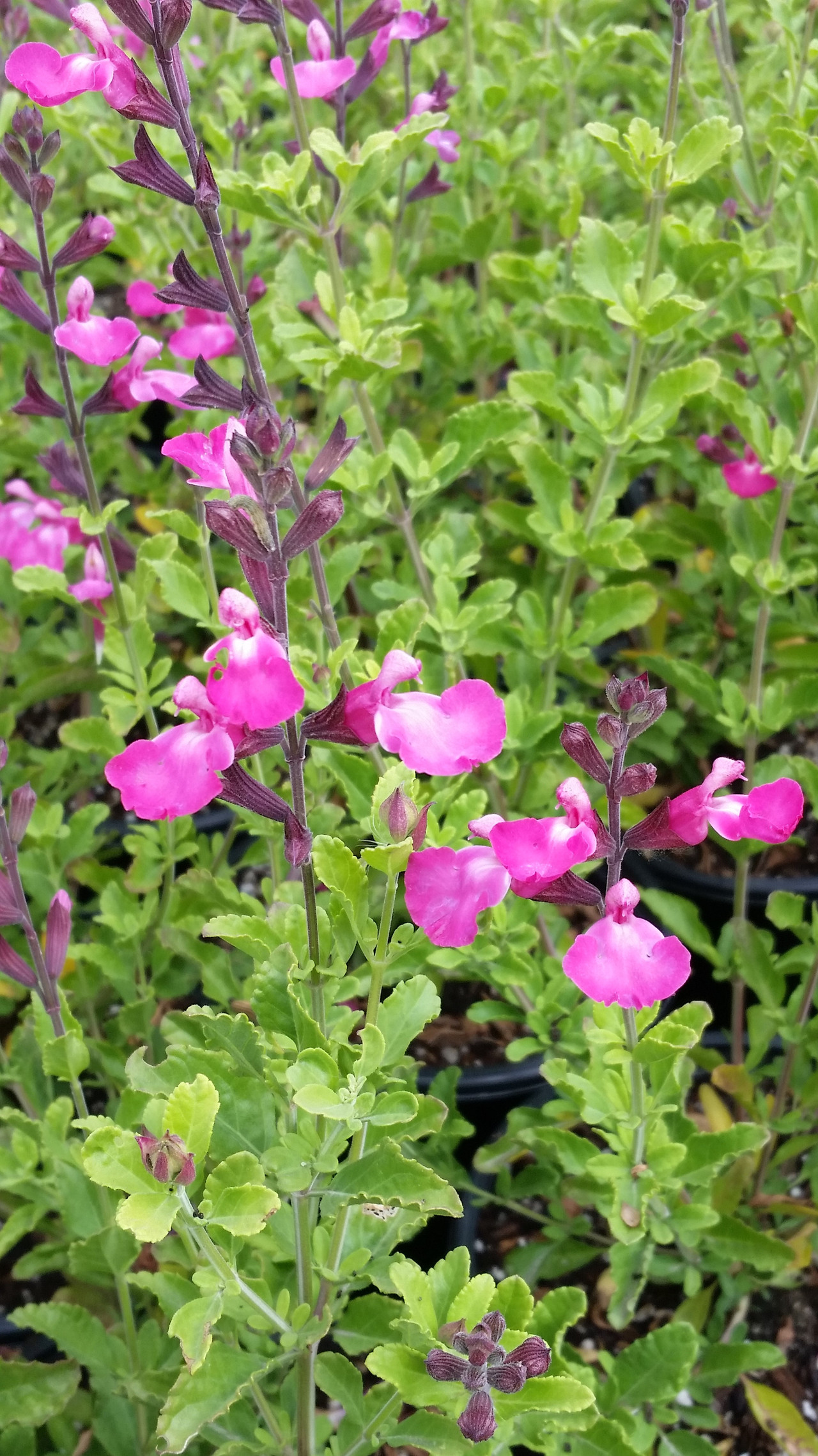 Salvia microphylla x Heatwave™ Blast (PP24,154) (Heatwave™ Sage - Salmon)