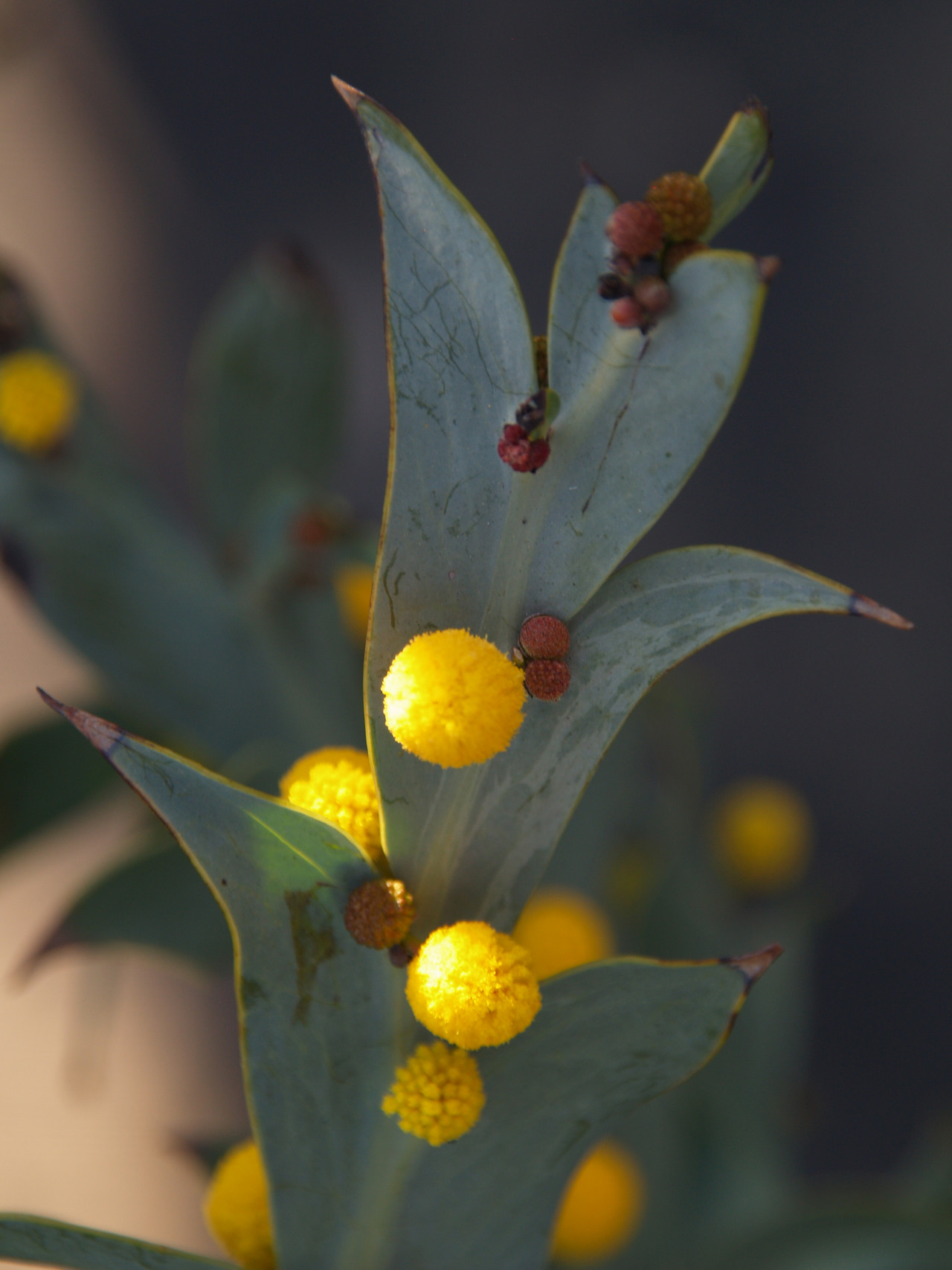 Acacia redolens 'Low Boy' (Prostrate Acacia)