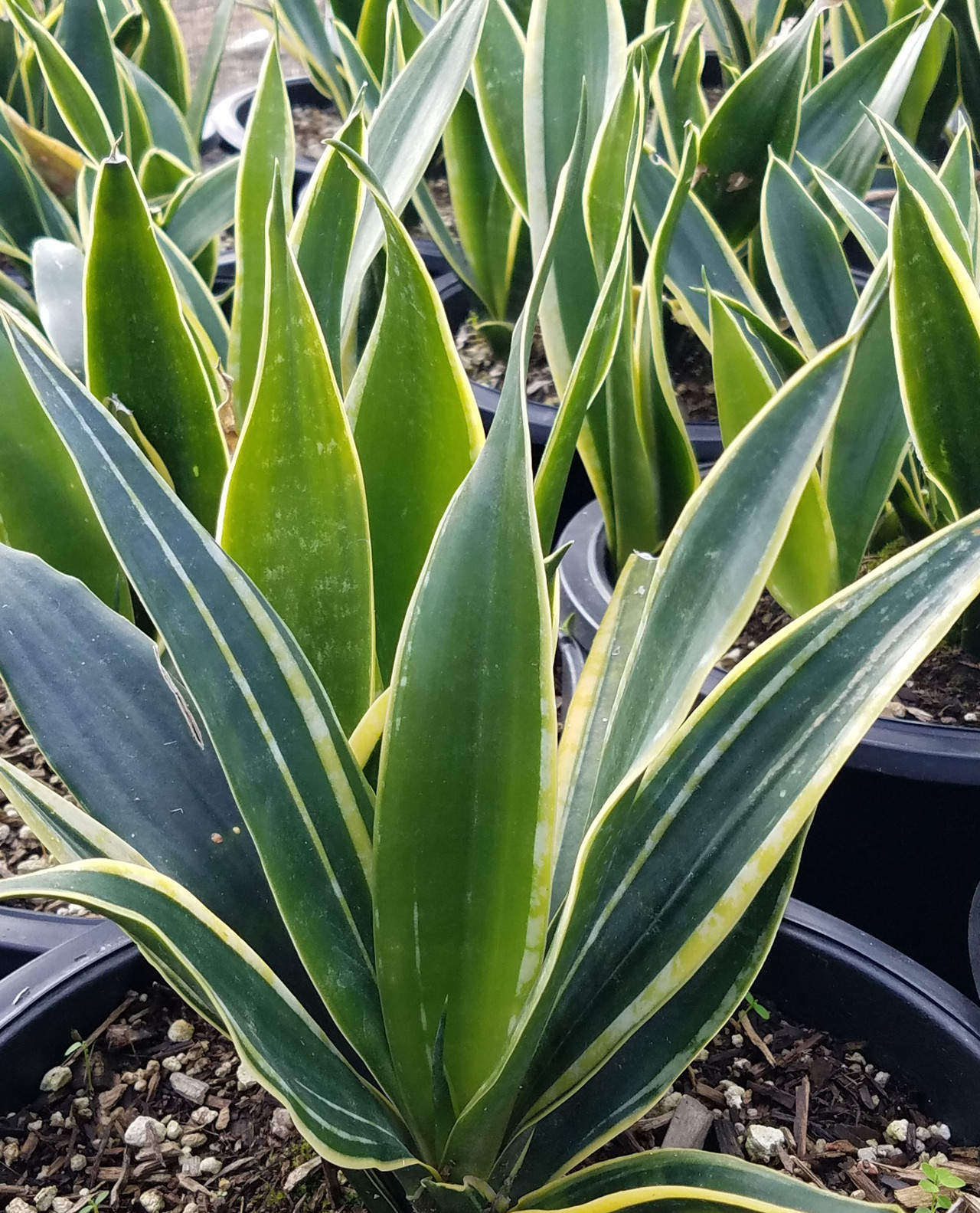 Agave desmetiana 'Variegata' (Variegated Smooth Agave)