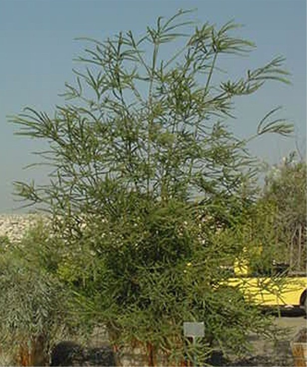 Acacia podalyriifolia (Queensland Silver Wattle)