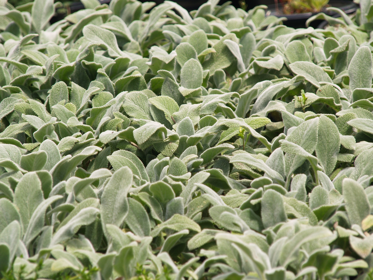 Lessingia filaginifolia ‘Silver Carpet’ (NCN)