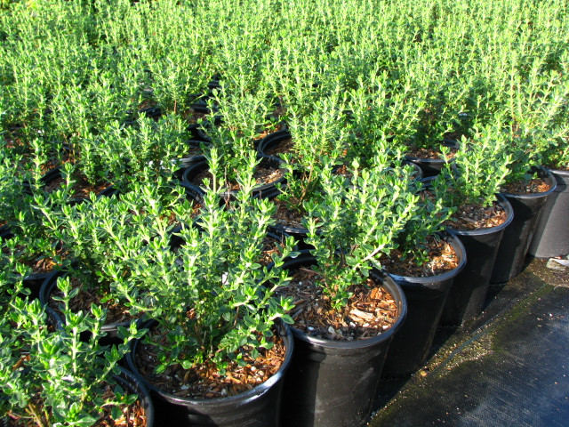 Teucrium majoricum (Fruity Germander)