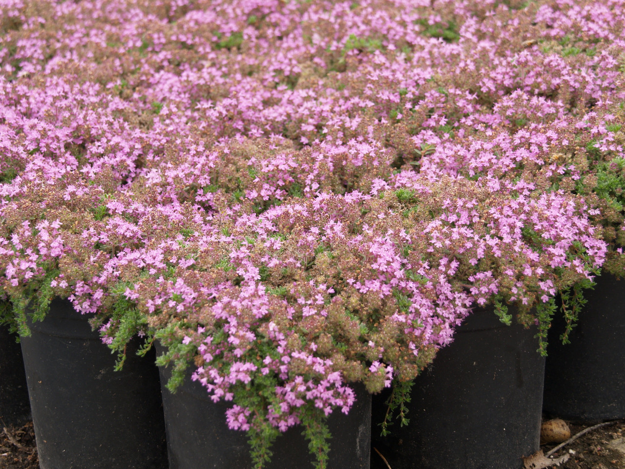 Thymus praecox 'Pink Chintz' (Creeping Thyme)