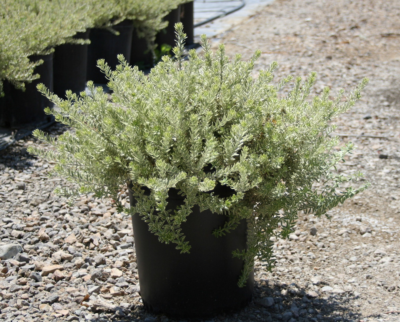 Westringia fruticosa ‘Morning Light’ (Variegated Australian Rosemary)