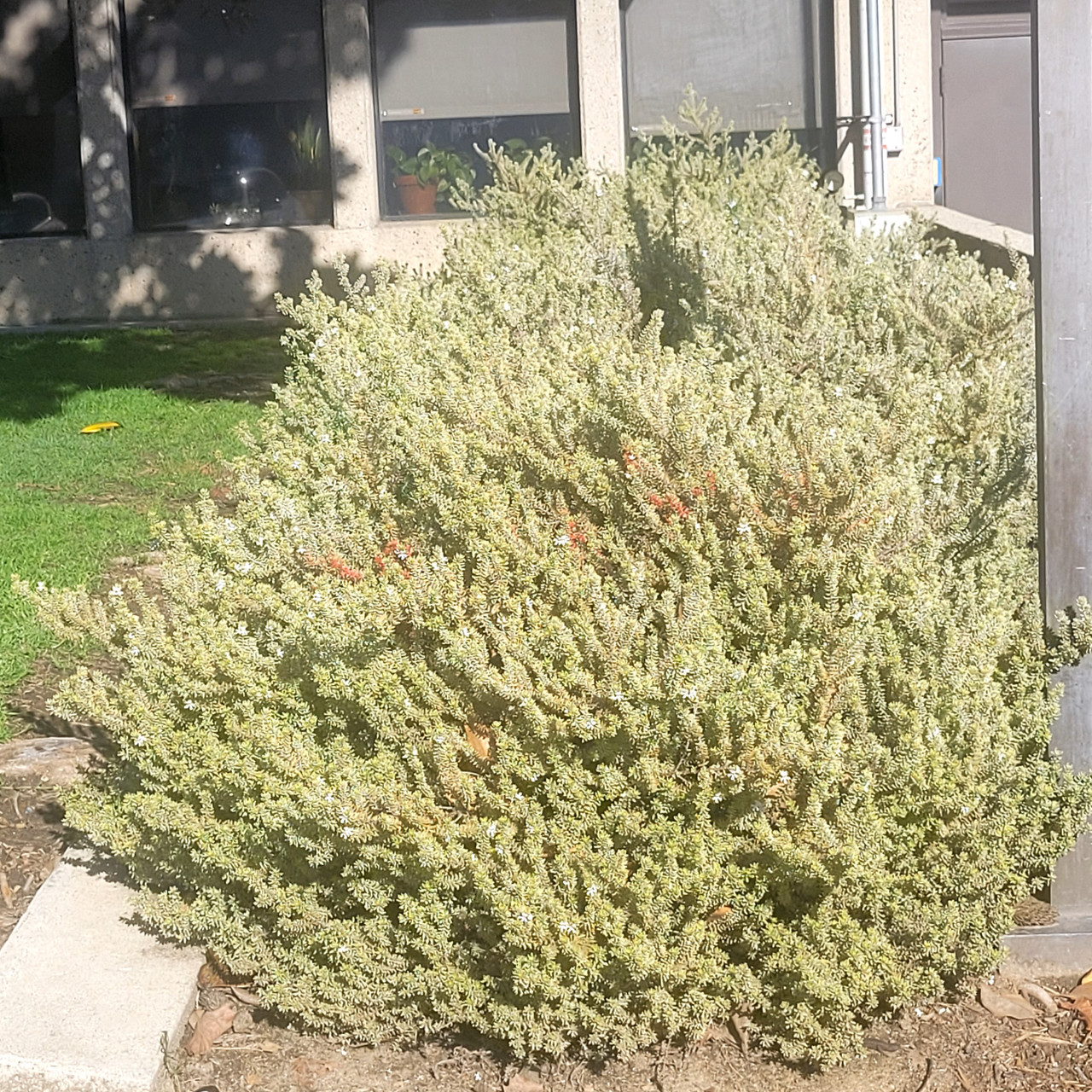 Westringia fruticosa ‘Morning Light’ (Variegated Australian Rosemary)