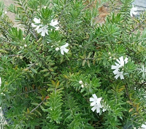 Westringia fruticosa ‘Morning Light’ (Variegated Australian Rosemary)