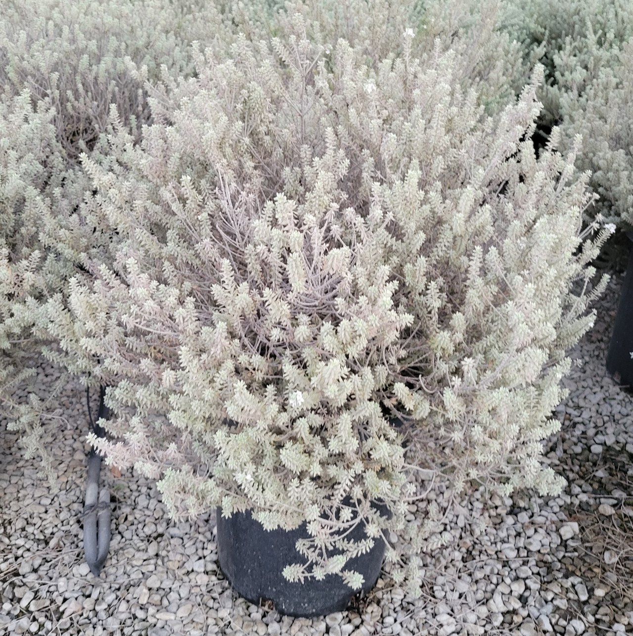 Westringia fruticosa ‘Smokey’ (Variegated Australian Rosemary)