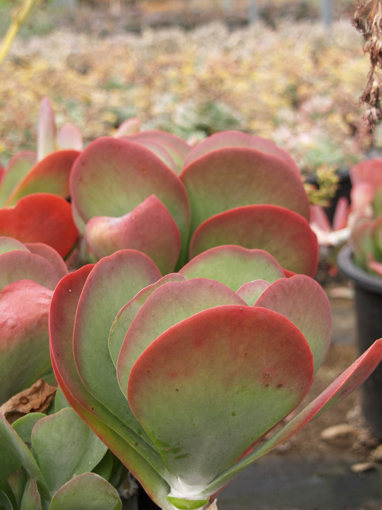 Kalanchoe thyrsiflora (Paddle Plant, Flapjacks)