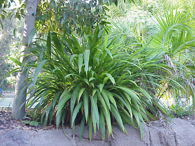 Setaria palmifolia (Palm Grass)