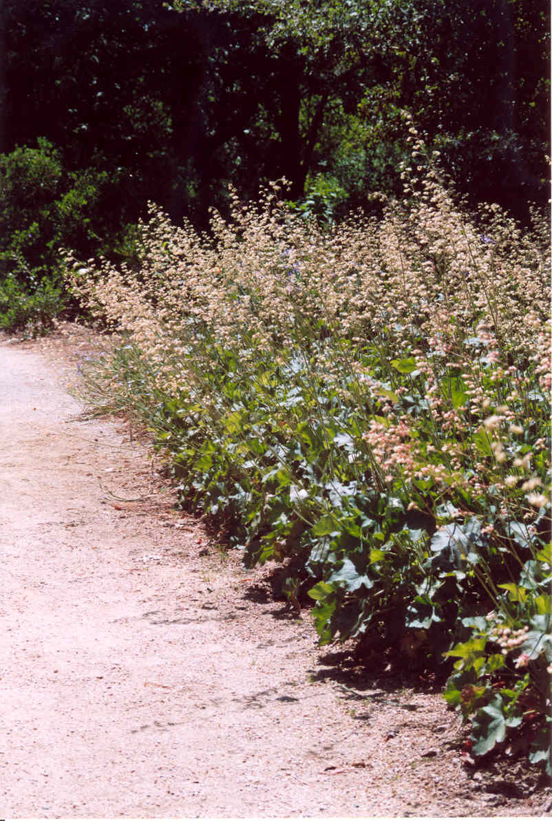 Heuchera maxima (Island Alum Root)