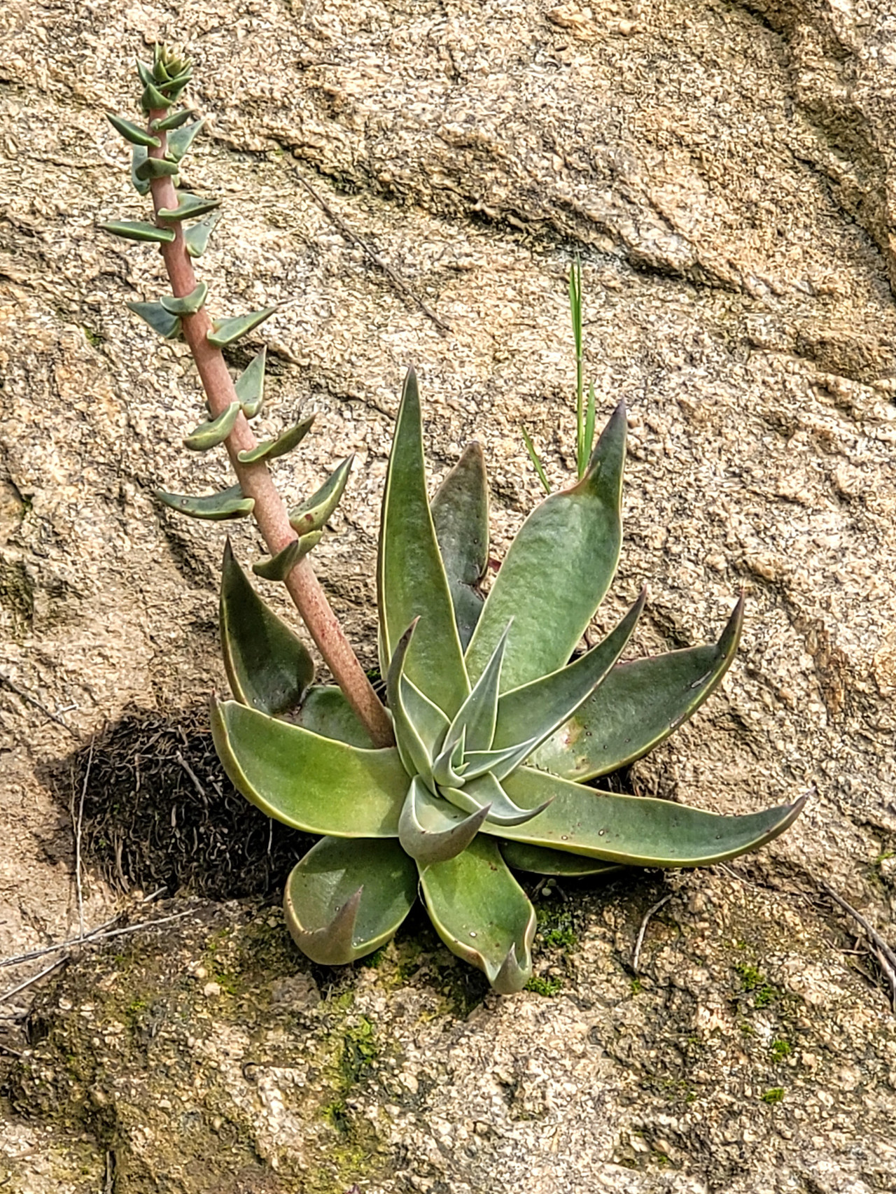 Dudleya brittonii (Britton's Dudleya or Giant Chalk Dudleya)