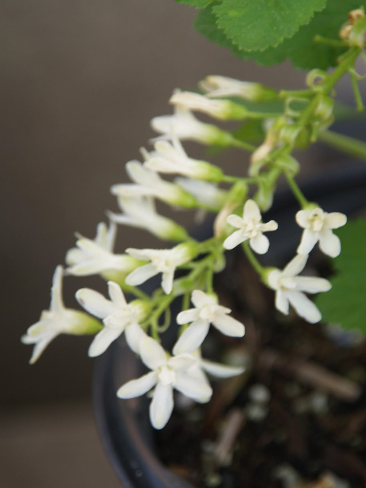 Ribes viburnifolium (Evergreen Currant)