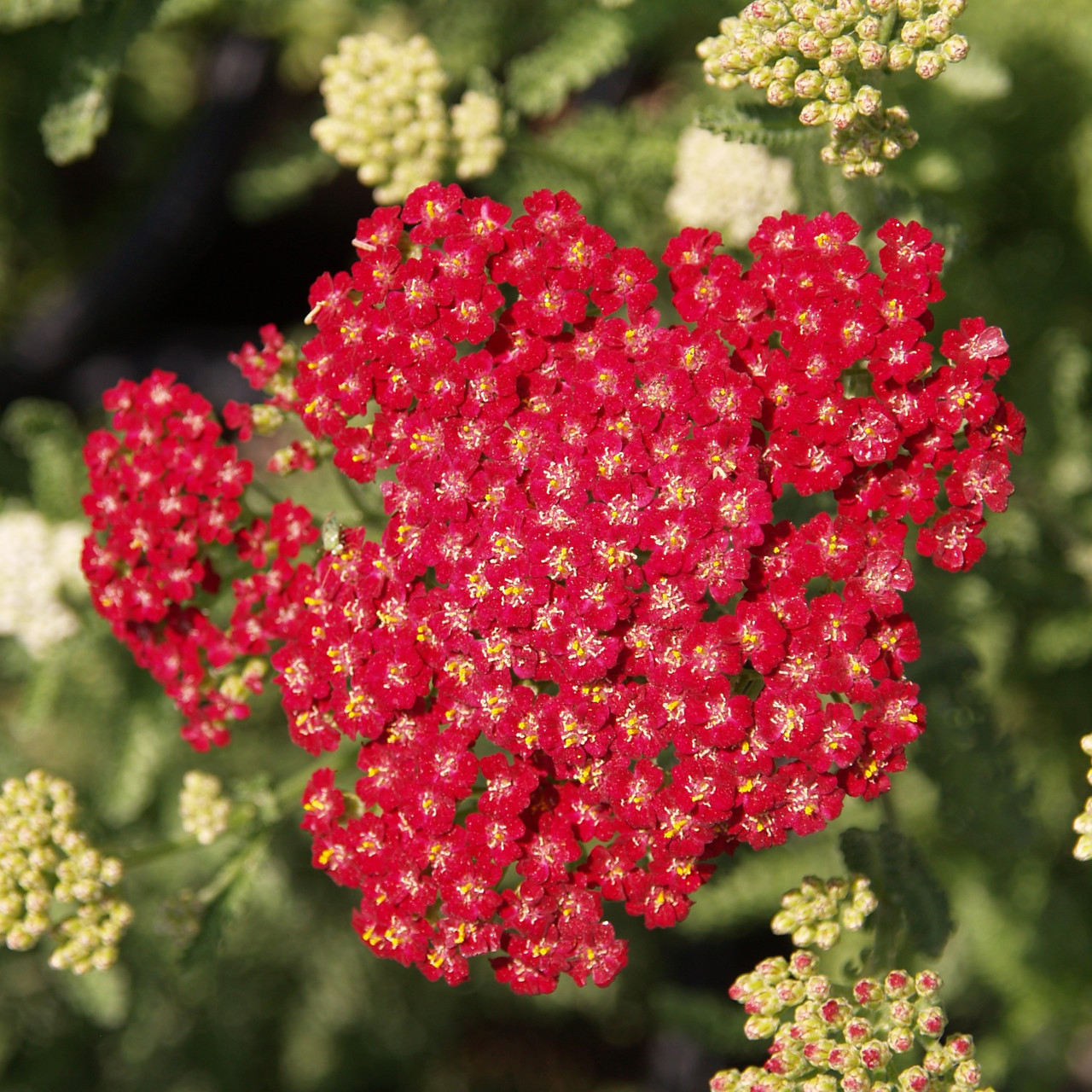 Achillea m. 'Balvinred' New Vintage Red TM (PP 25,618) (Yarrow - New ...