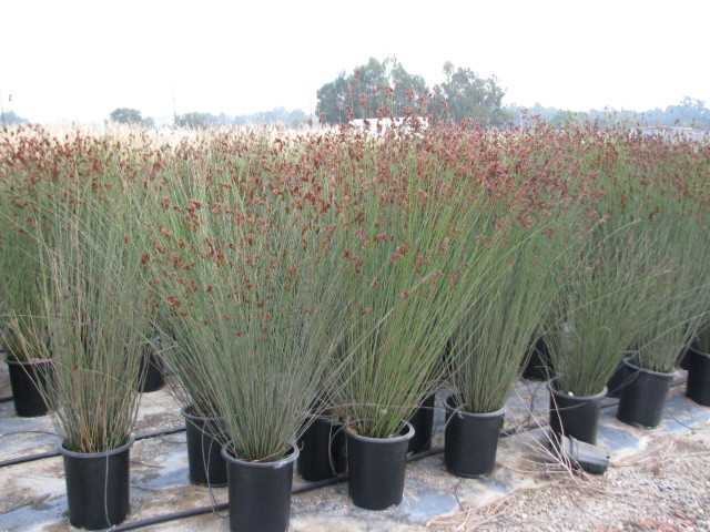 Chondropetalum elephantinum (Large Cape Rush)