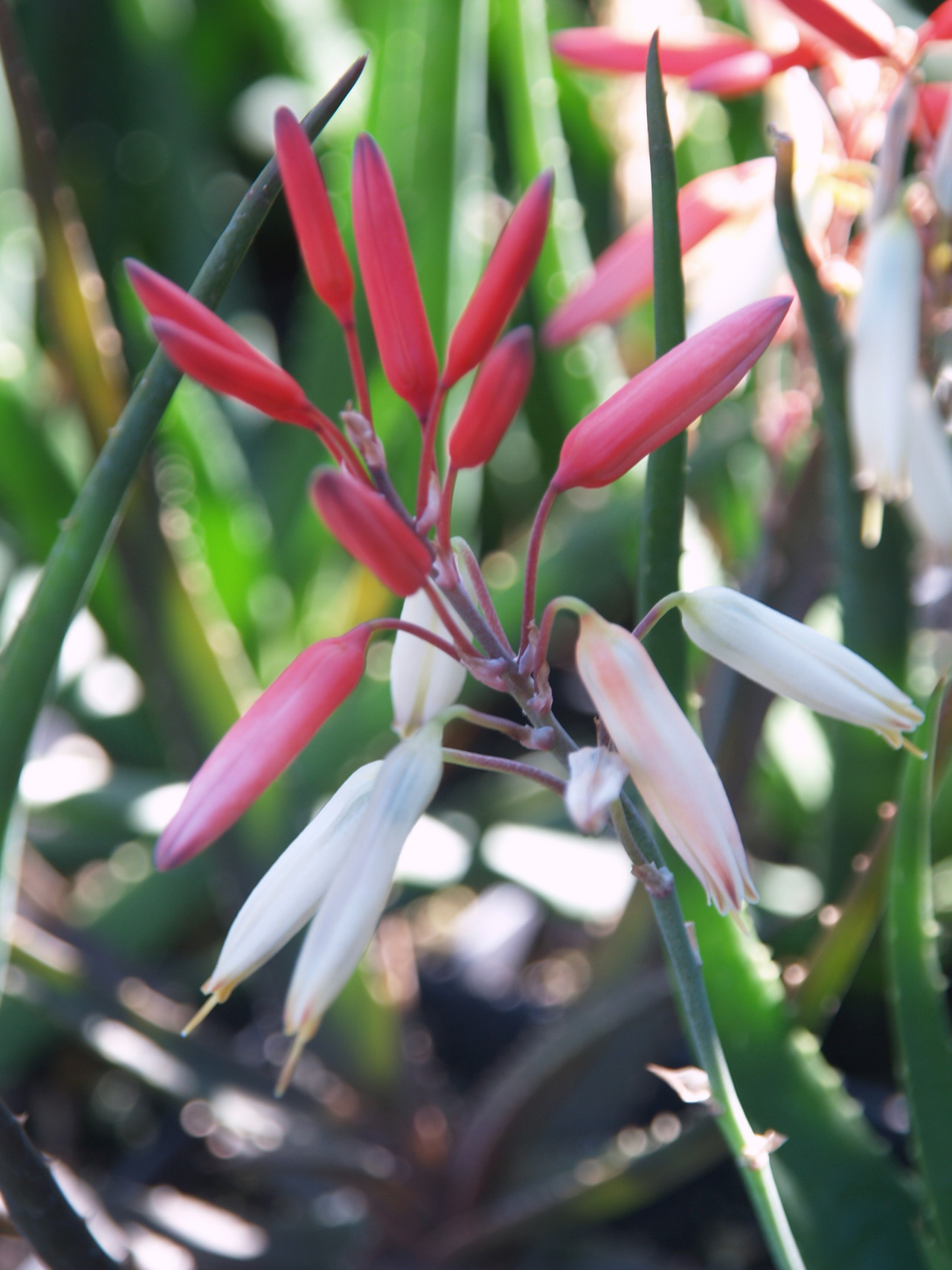 Aloe Safari Sunrise 'X5' PP23,267 (Aloe Hyrid)