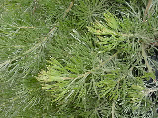 Calylophus drummondii (C. berlandieri) (Sundrops)