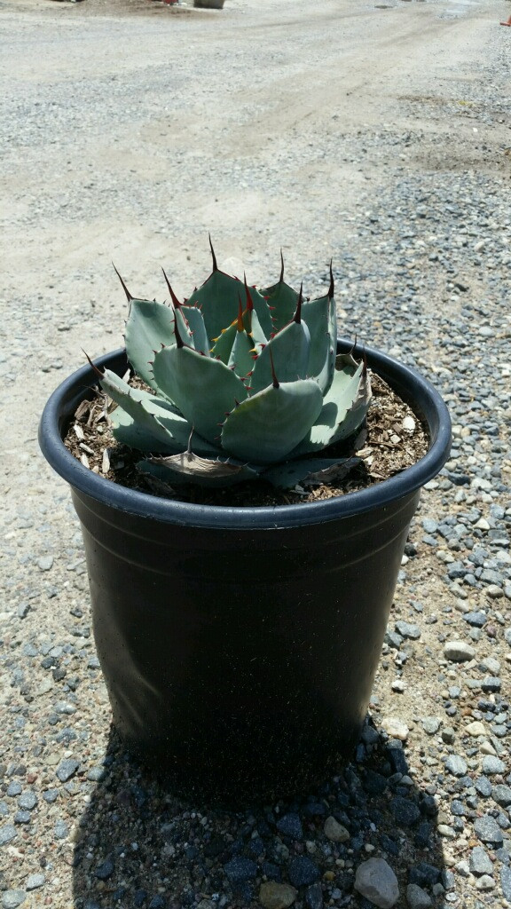 Agave desmetiana 'Variegata' (Variegated Smooth Agave)