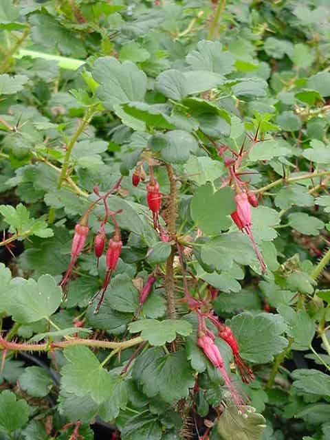 Ribes speciosum (Fuchsia-flowering Gooseberry)