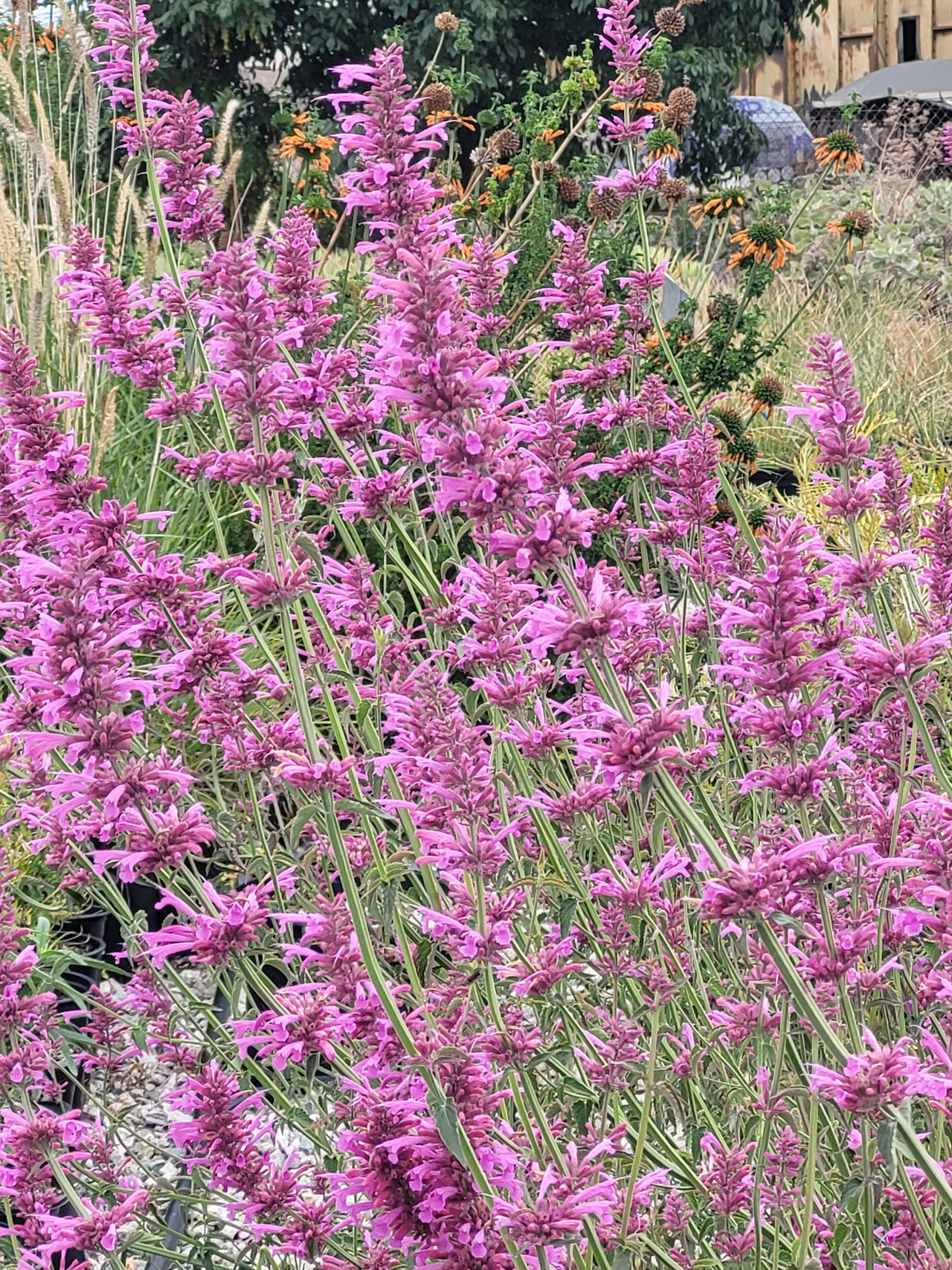 Ceanothus maritimus 'Point Sierra' (Wild Lilac Selection)