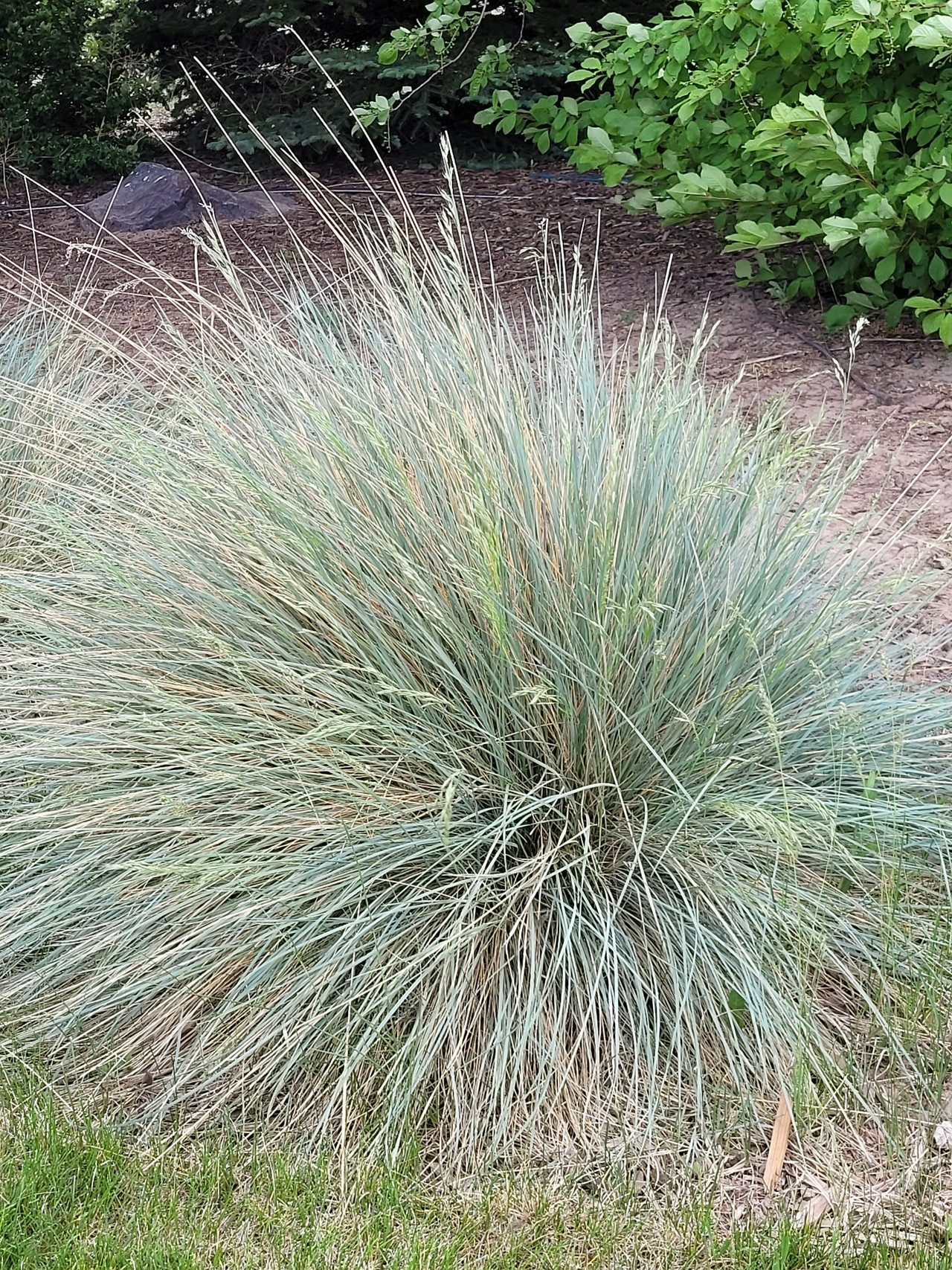 Setaria palmifolia (Palm Grass)