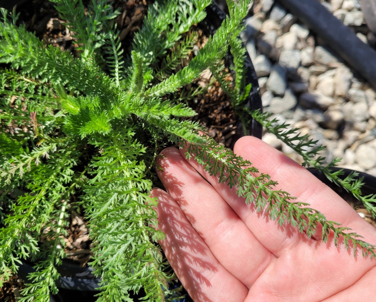 Achillea millefolium 'Astral Rose' (Common Yarrow)