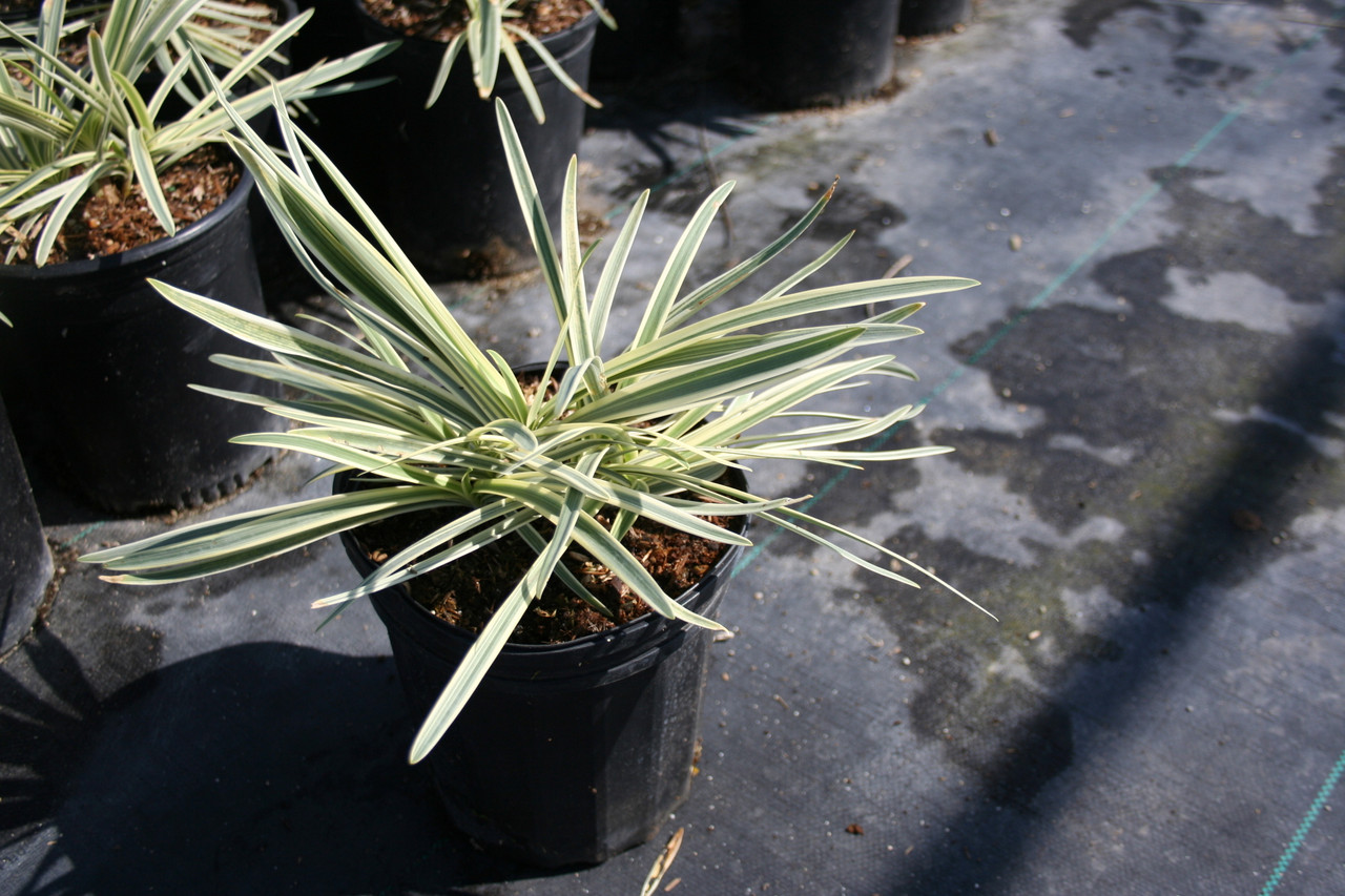 Agapanthus 'Tinkerbell' (Dwarf Variegated Agapanthus)