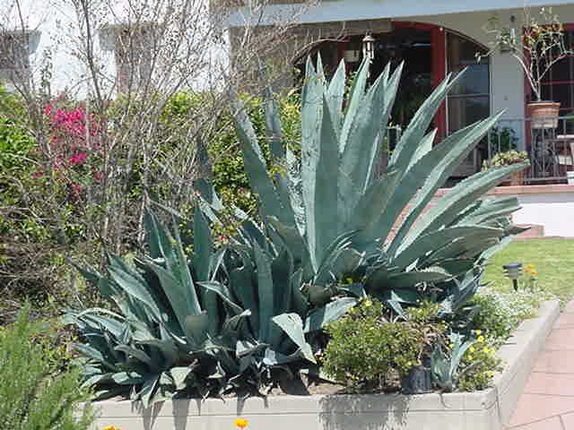 Agave xylonacantha (Saw Leaf Agave)