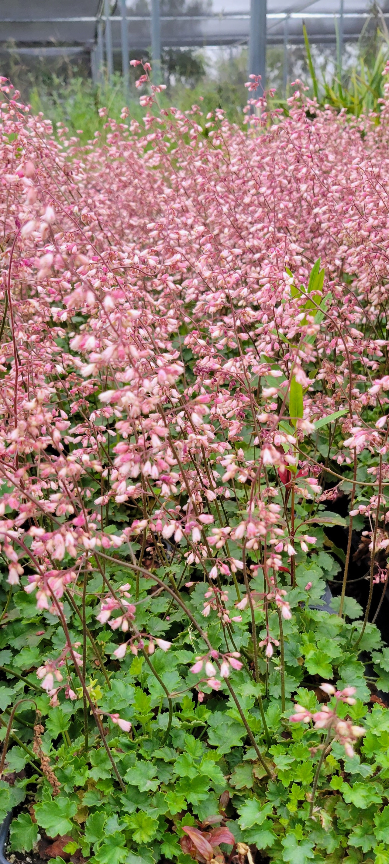 Heuchera 'Blushing Bells' (Alum Root Hybrid)